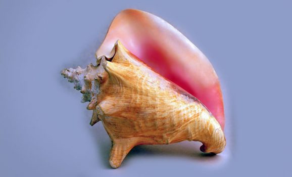 Further Protection Needed for Queen Conch and Starfish - The Playa Times