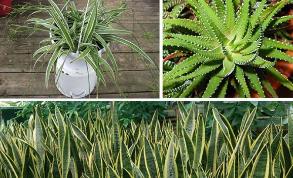 Powerful Purifying Plants - The Playa Times