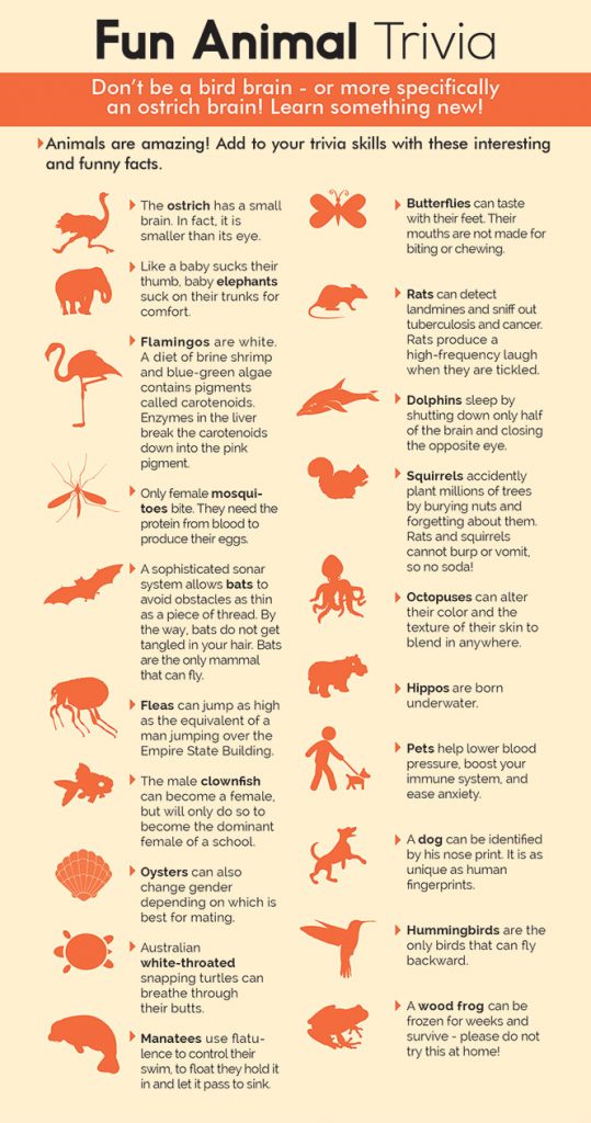 Fun-Animal-Trivia-109TPT-25-25rgb - The Playa Times