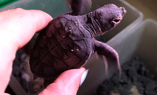 Teeny Turtles: Releasing the Next Generation - The Playa Times